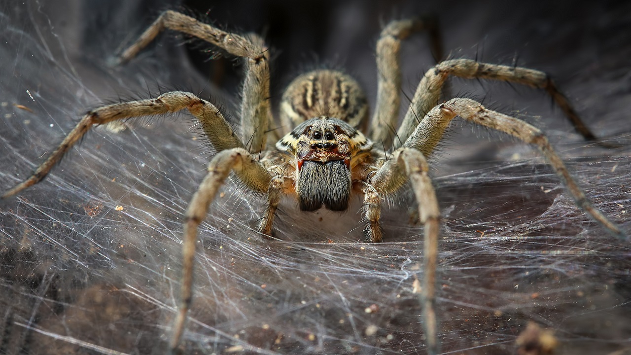 Science Makes Super-Strong Spider Silk Because Spiders Aren't ...