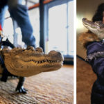 Wally, the Emotional Support Alligator Who Helps Kids and Seniors
