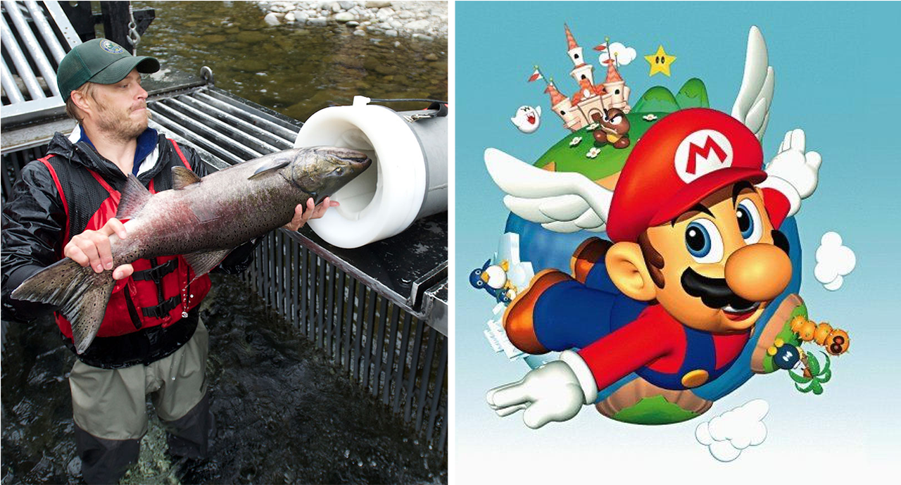 Viral Salmon Cannon Video Gets Remixed With Super Mario 64 Sound Effects Viral Salmon Cannon Video Gets Remixed With Super Mario 64 Sound Effects
