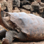 Hero 100-Yr-Old Turtle Fathers 800 Kids to Prevent Species Extinction