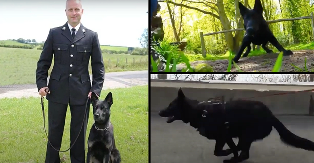 Police Dog Has Successful First Day, Finds Missing Mom and Baby