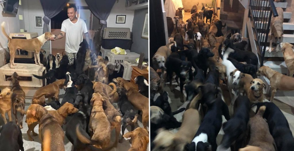 Man Opened Home to 300 Rescue Dogs During Hurricane
