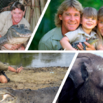 15 Years Ago We Lost Wildlife Expert and Dad, Steve Irwin