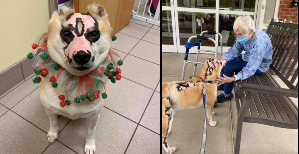 Dog Burned in Fire Becomes Therapy Dog for Burn Victims