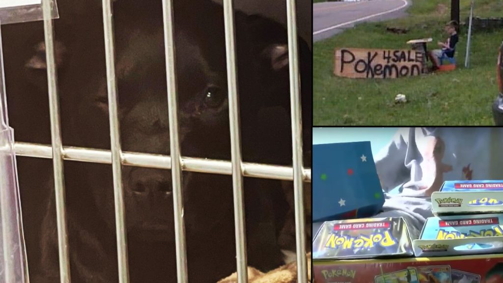 Pokémon Rewards Boy Who Sold Collection To Save His Puppy