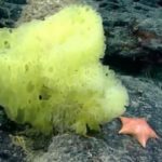 Marine Biologist Spots Real-Life Spongebob and Patrick on Ocean Floor