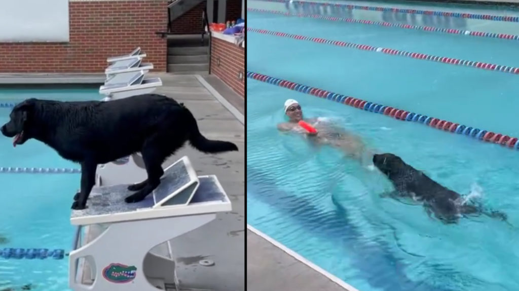 Olympic Gold Medalist’s Dog Keeps Up in the Pool (Watch) | The Dad
