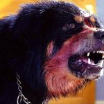 17 Horror Dog Movies That’ll Make You Consider Becoming a Cat Person